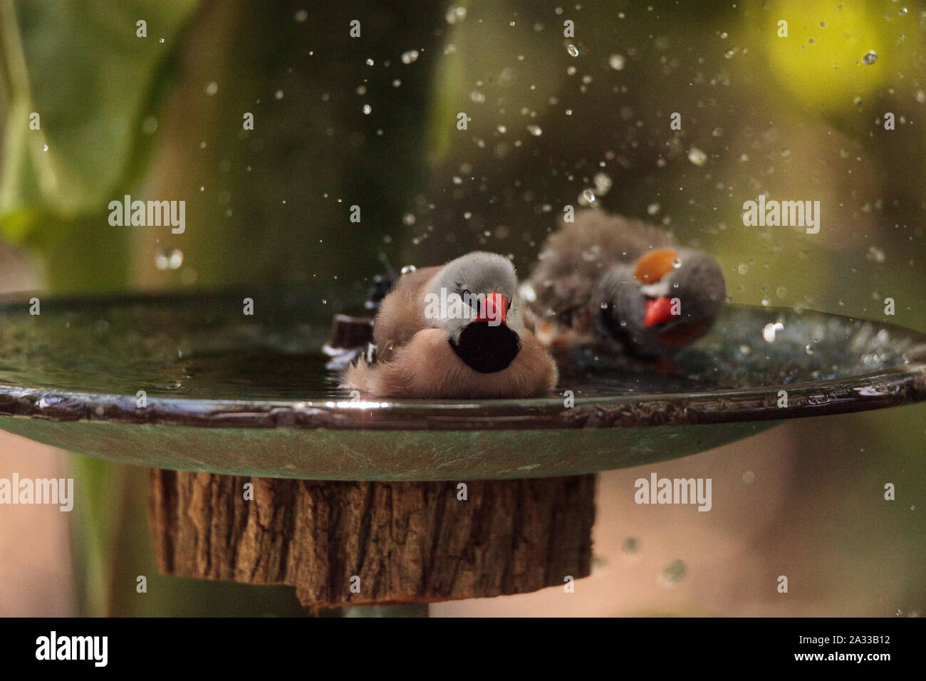Shaft tail finch birds Poephila acuticauda in a bird bath bathing their ...