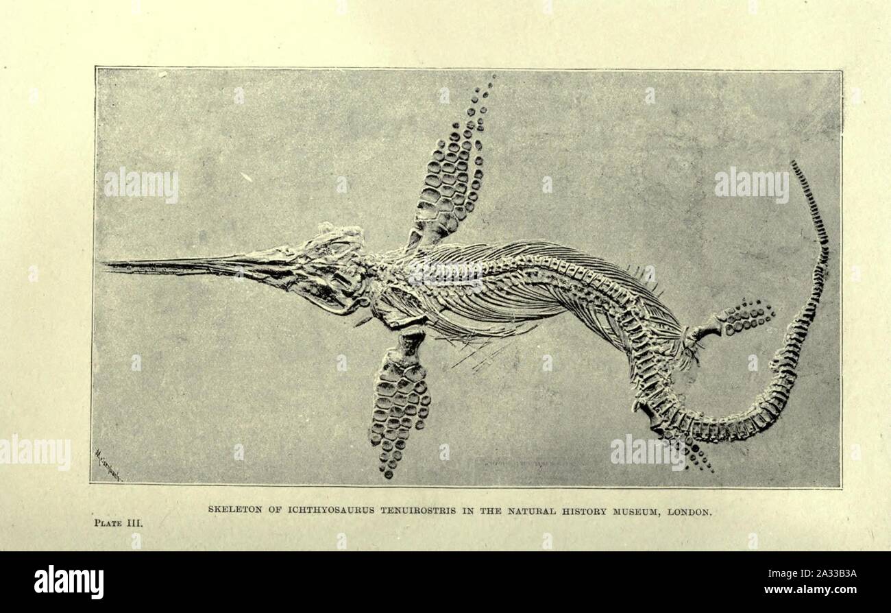 Extinct monsters and creatures of other days Stock Photo - Alamy