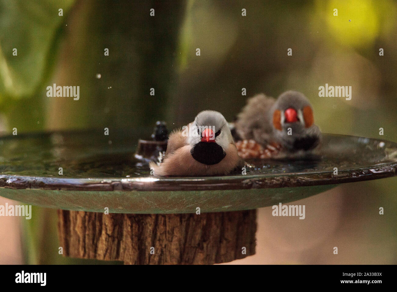 Shaft tail finch birds Poephila acuticauda in a bird bath bathing their ...
