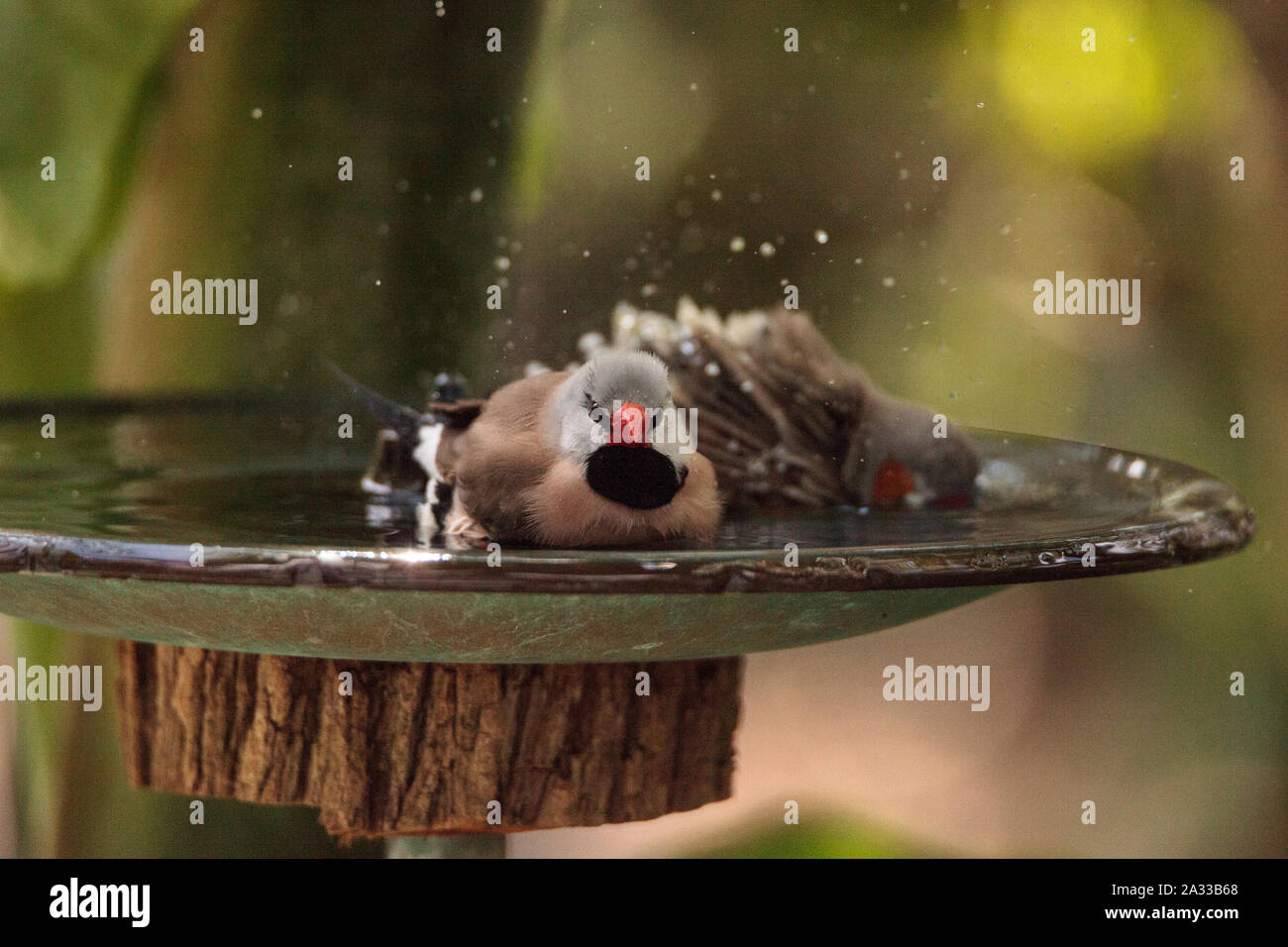 Shaft tail finch birds Poephila acuticauda in a bird bath bathing their ...