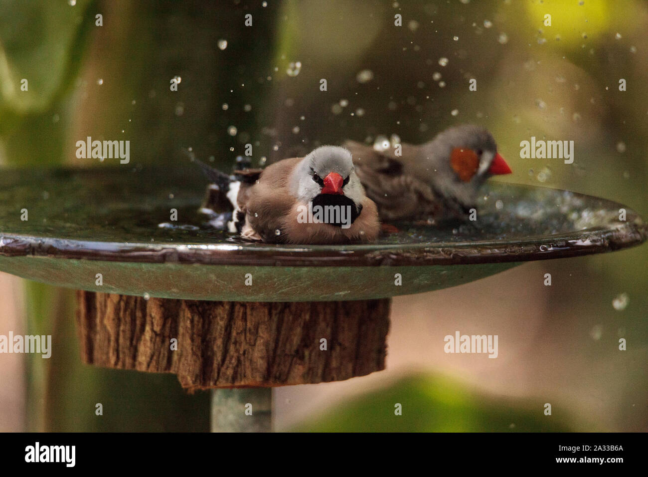 Shaft tail finch birds Poephila acuticauda in a bird bath bathing their ...