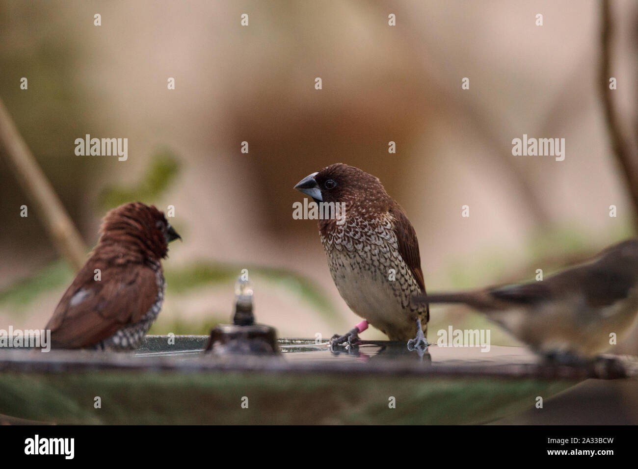 Spice finch Lonchura punctulata bird perches on the edge of a bird bath ...