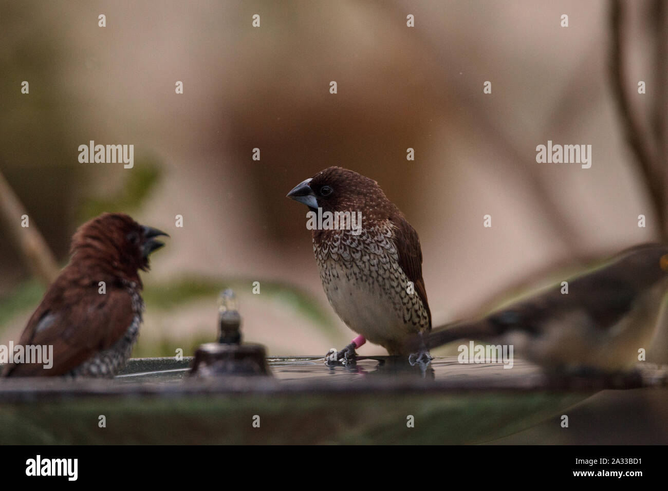Spice finch Lonchura punctulata bird perches on the edge of a bird bath ...