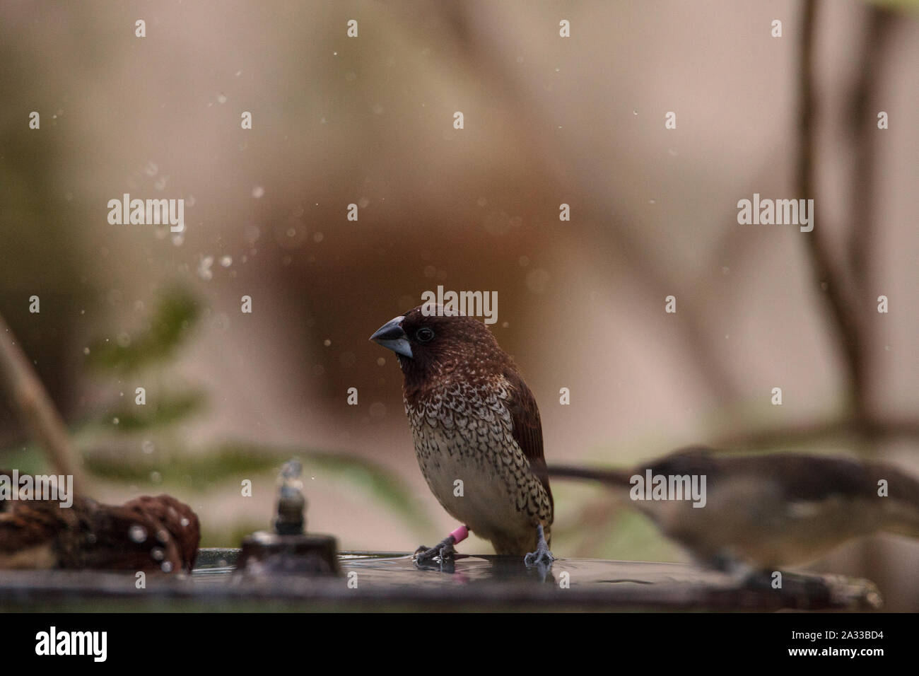 Spice finch Lonchura punctulata bird perches on the edge of a bird bath ...