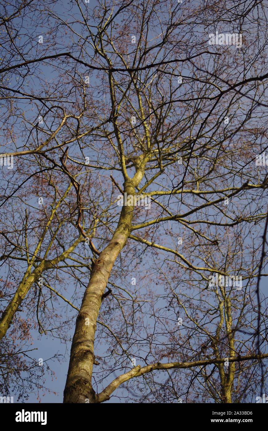 Leafless tree skeletons hi-res stock photography and images - Alamy