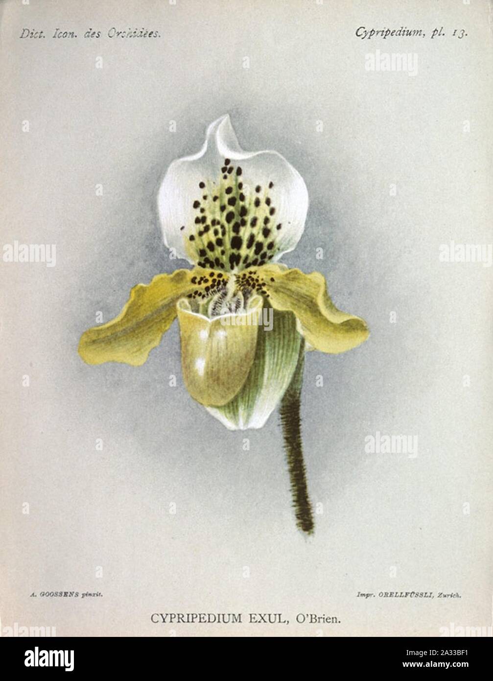 Exul hi-res stock photography and images - Alamy