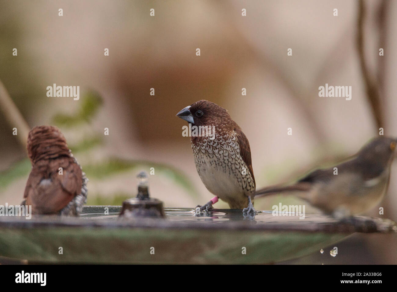 Spice finch Lonchura punctulata bird perches on the edge of a bird bath ...
