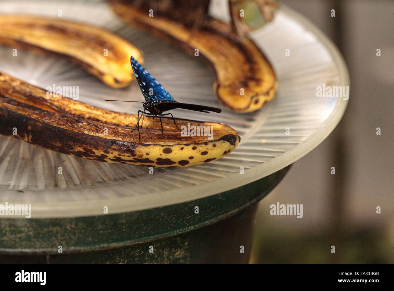 Starry night cracker butterfly Hamadryas laodamia perches with wings ...