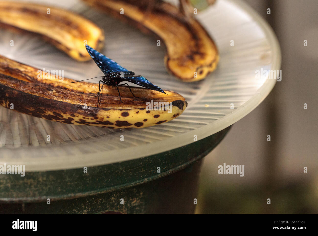 Starry night cracker butterfly Hamadryas laodamia perches with wings ...