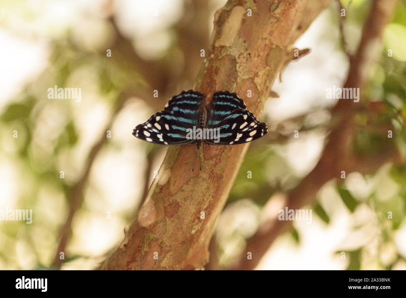 Starry night cracker butterfly Hamadryas laodamia perches with wings ...
