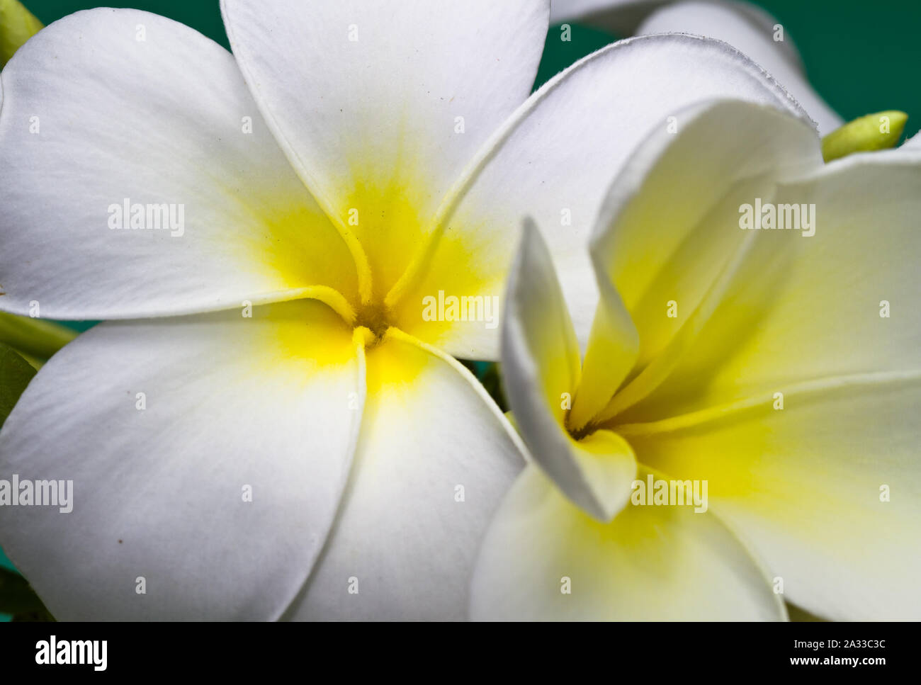 Greenish black body hi-res stock photography and images - Alamy