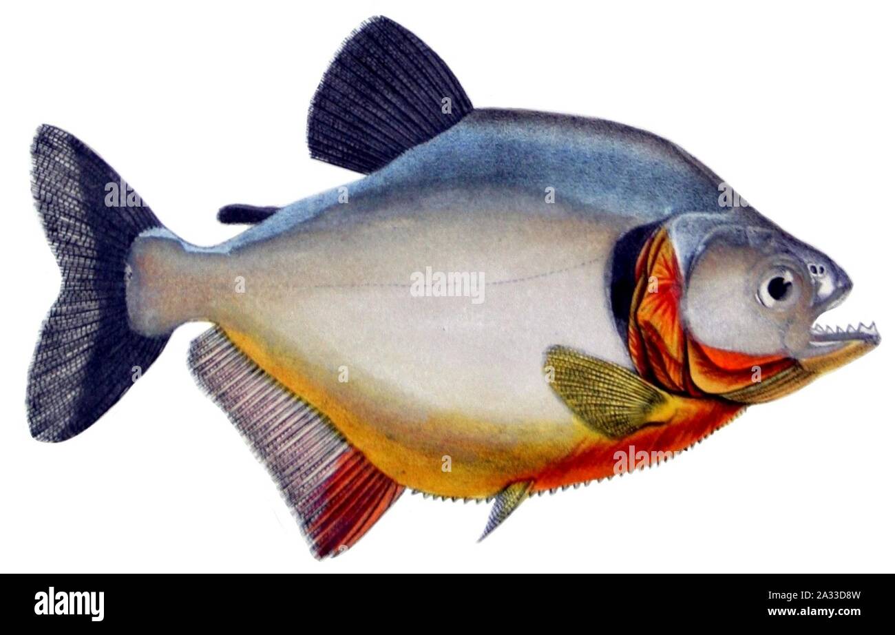F de Castelnau-poissonsPl37 (Serrasalmus humeralis Stock Photo - Alamy