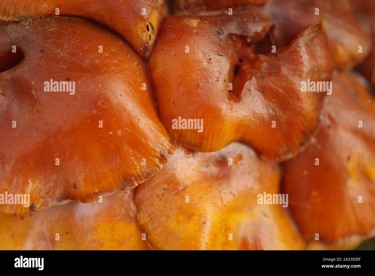 Flammulina velutipes, winter fungus, growing on a broadleaved tree ...