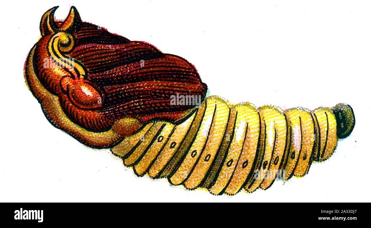 F Nemos OBA Cossus cossus pupa Stock Photo - Alamy