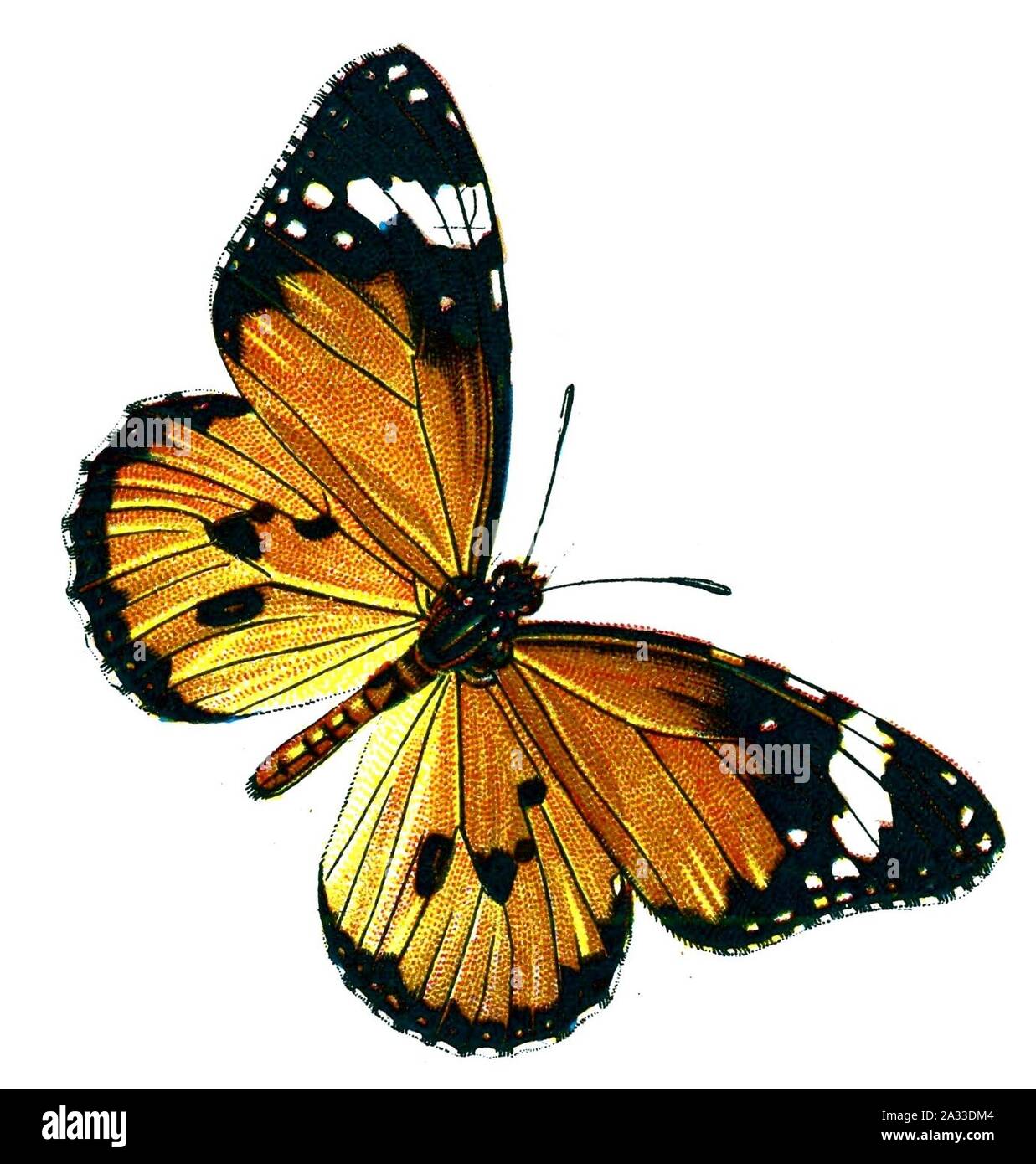 F Nemos Old Book Art Danaus chrysippus Stock Photo - Alamy