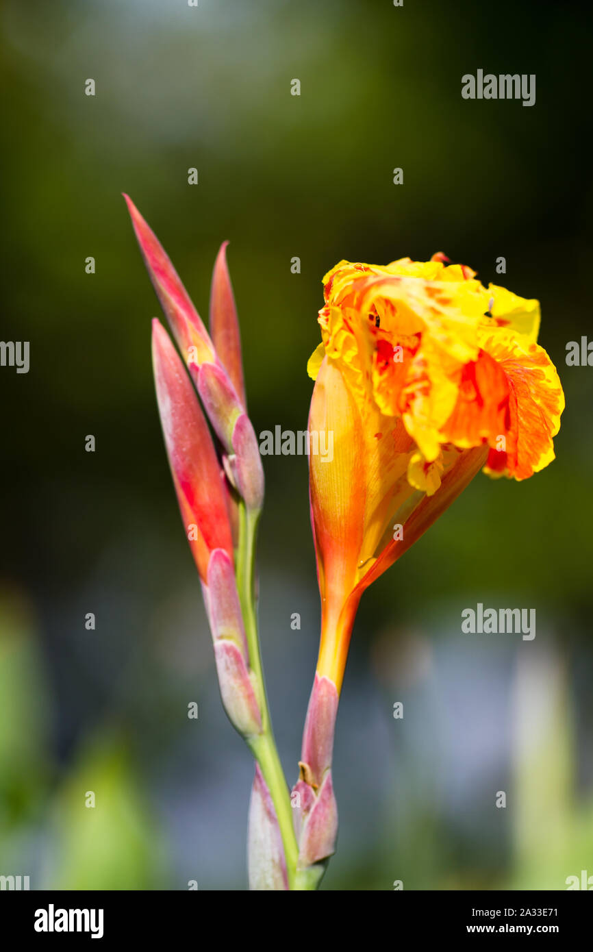 Equator flowers hi-res stock photography and images - Alamy