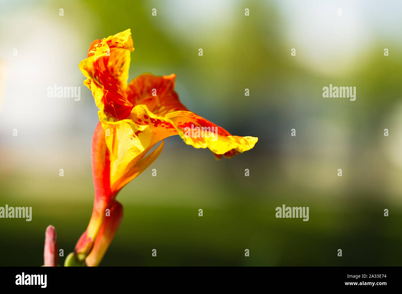 Equator flowers hi-res stock photography and images - Alamy