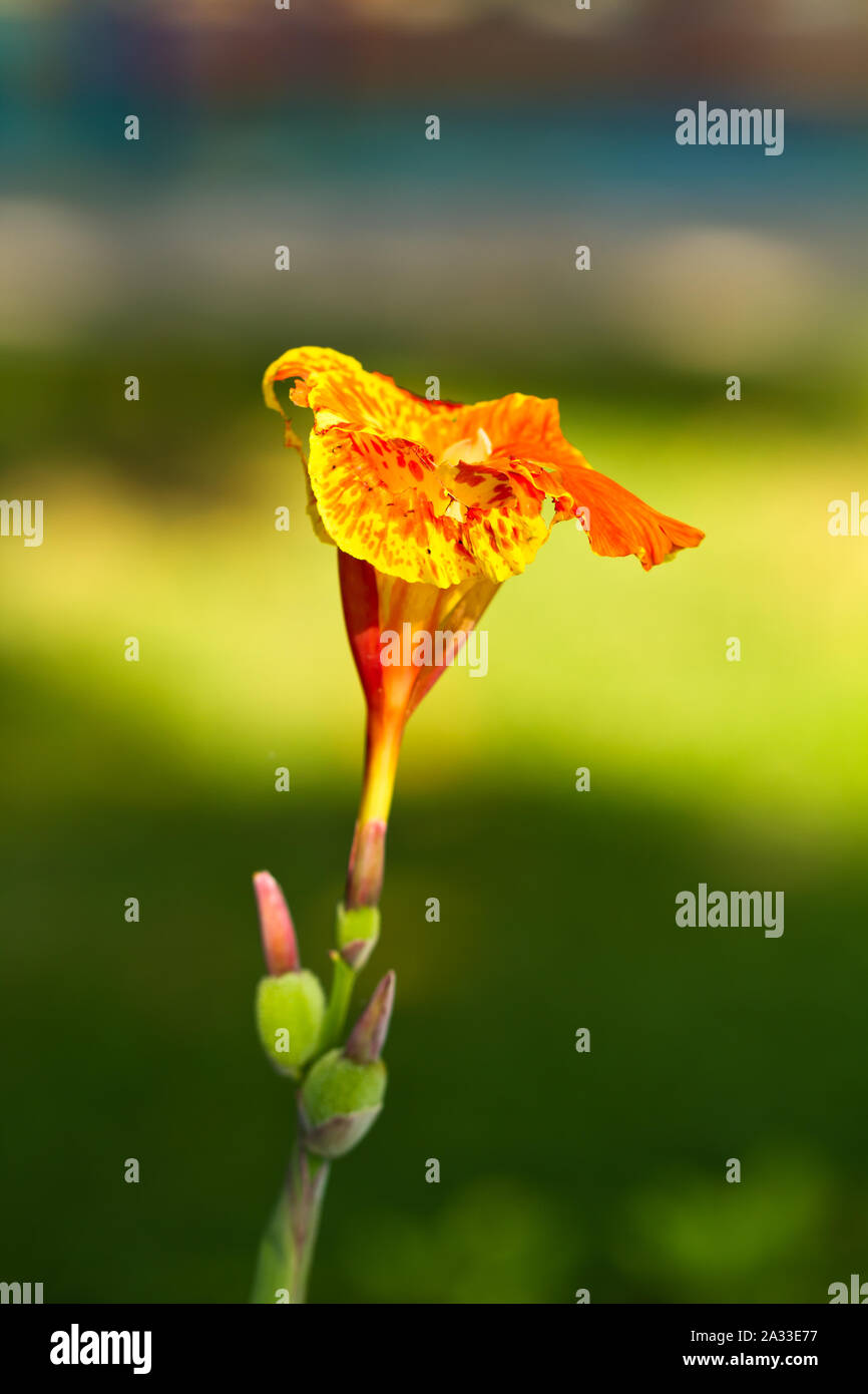Equator flowers hi-res stock photography and images - Alamy