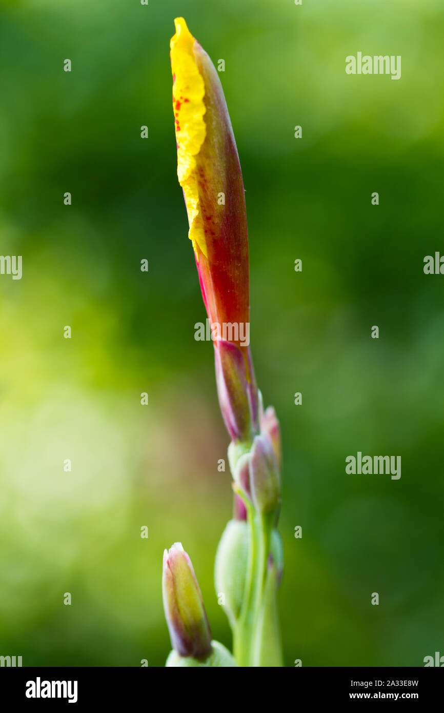 Equator flowers hi-res stock photography and images - Alamy