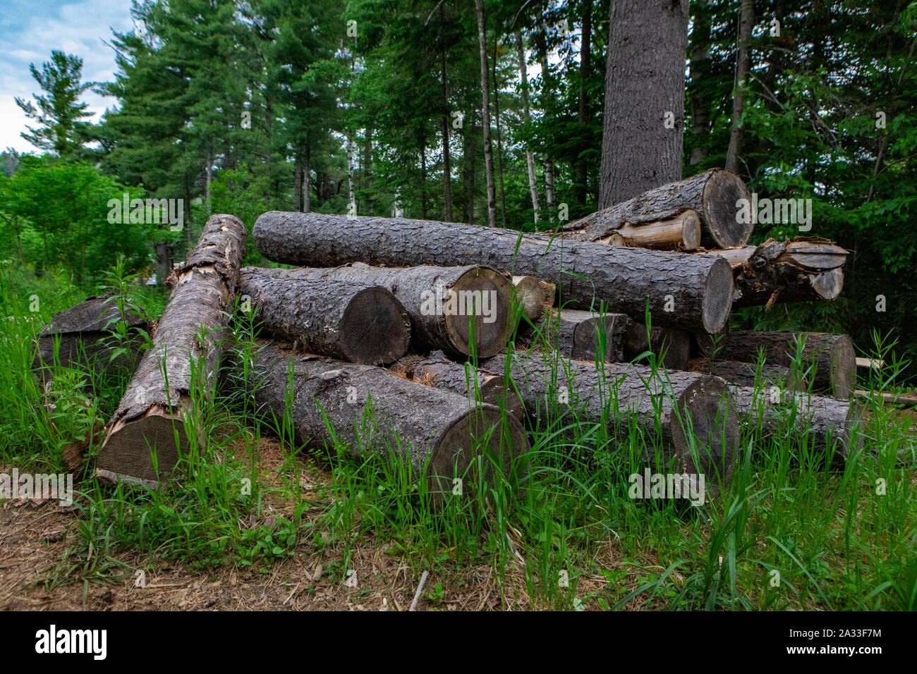 Felled trees are seen in a dense forest. Chopped down timber trunks ...
