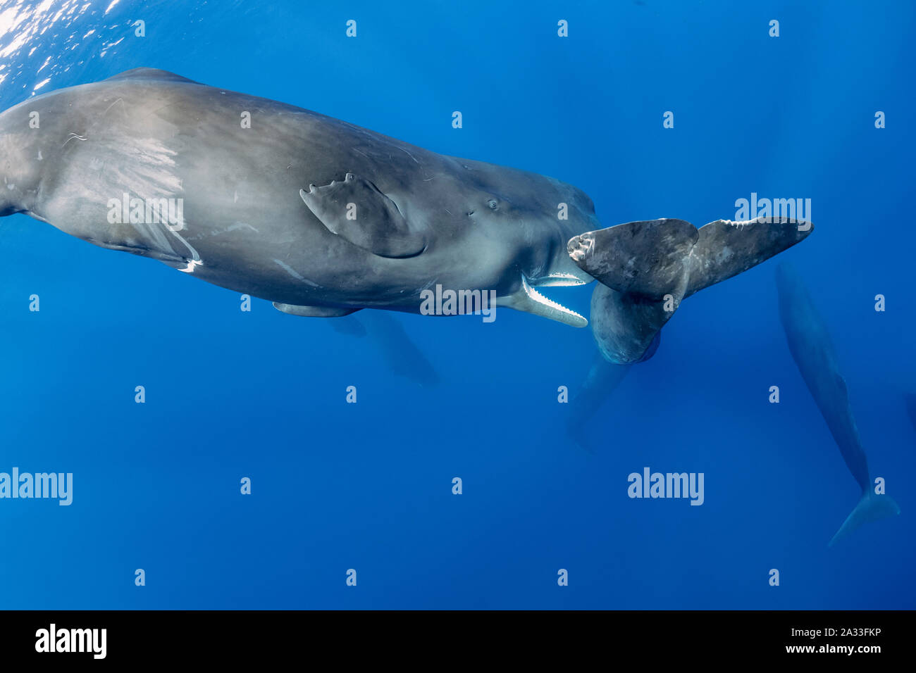 sub-adult sperm whales trying to move away a calf to mate with a female ...