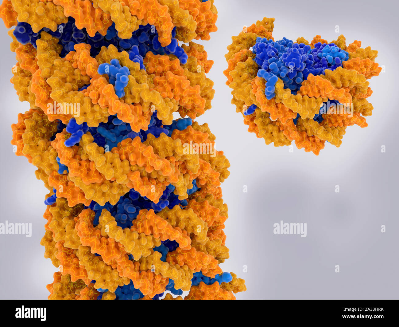 Nucleosome hi-res stock photography and images - Alamy