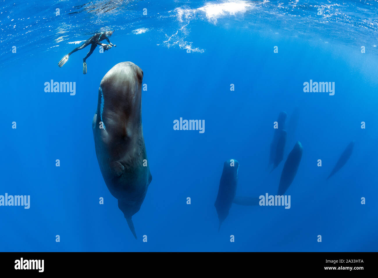 Photographing underwater hi-res stock photography and images - Alamy