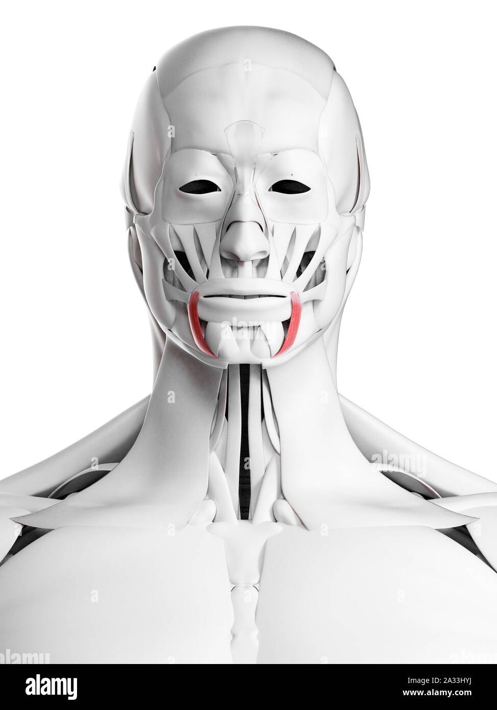 Anguli oris muscle, illustration Stock Photo - Alamy