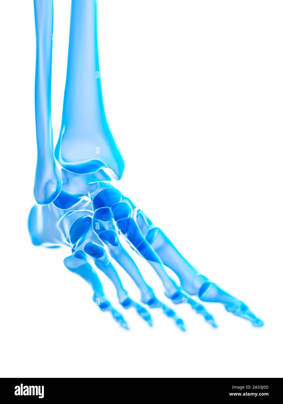 Ankle joint, illustration Stock Photo - Alamy