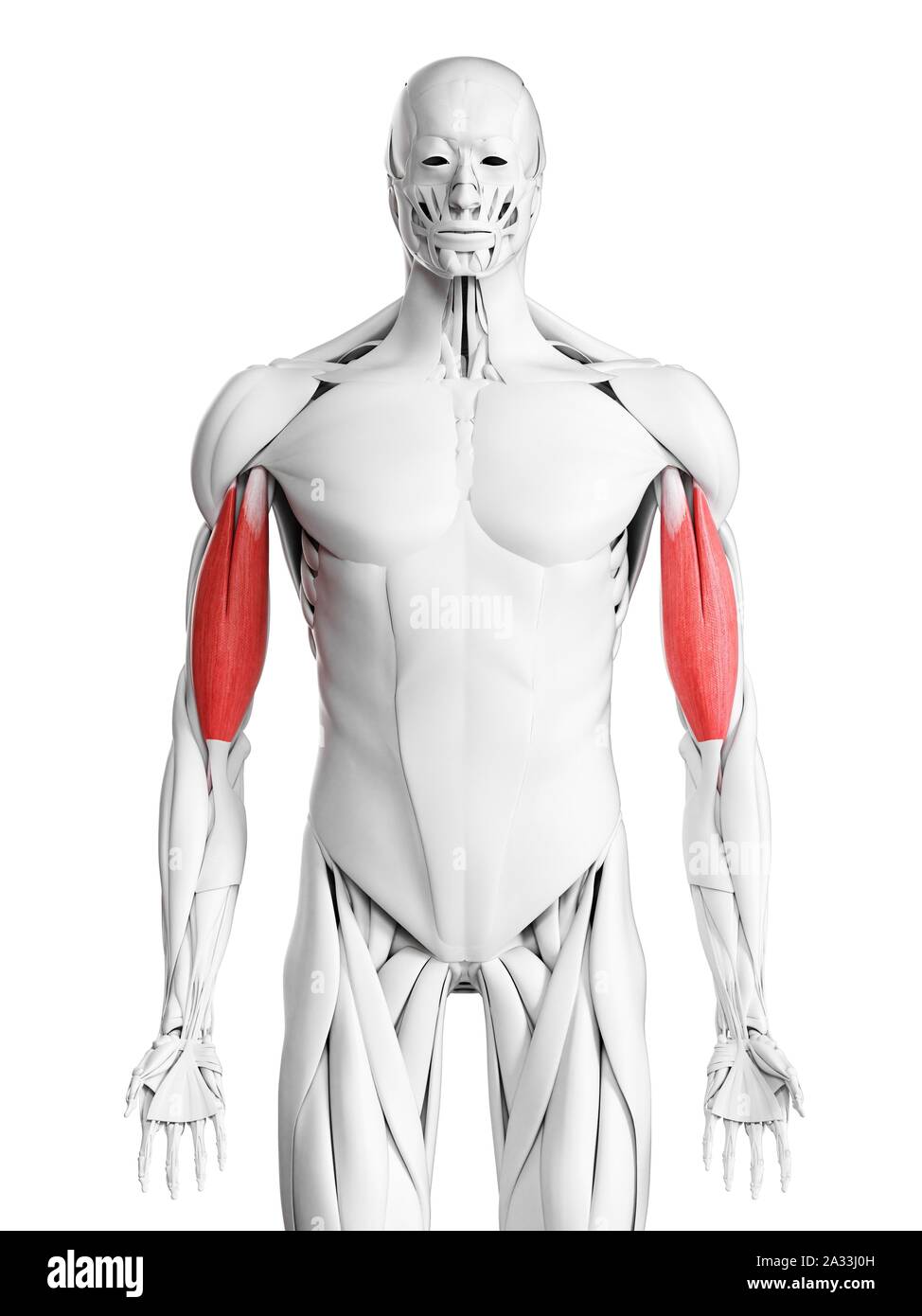 Biceps muscles, illustration Stock Photo - Alamy