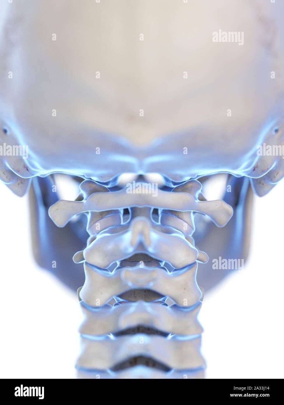 Atlas bone, illustration Stock Photo - Alamy