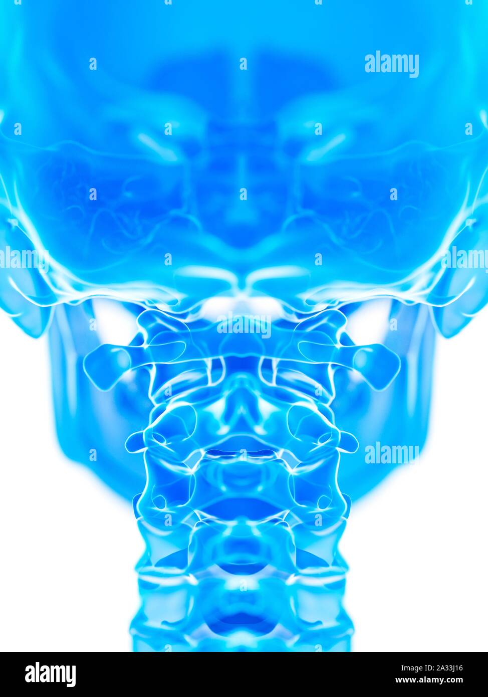 Atlas bone, illustration Stock Photo - Alamy