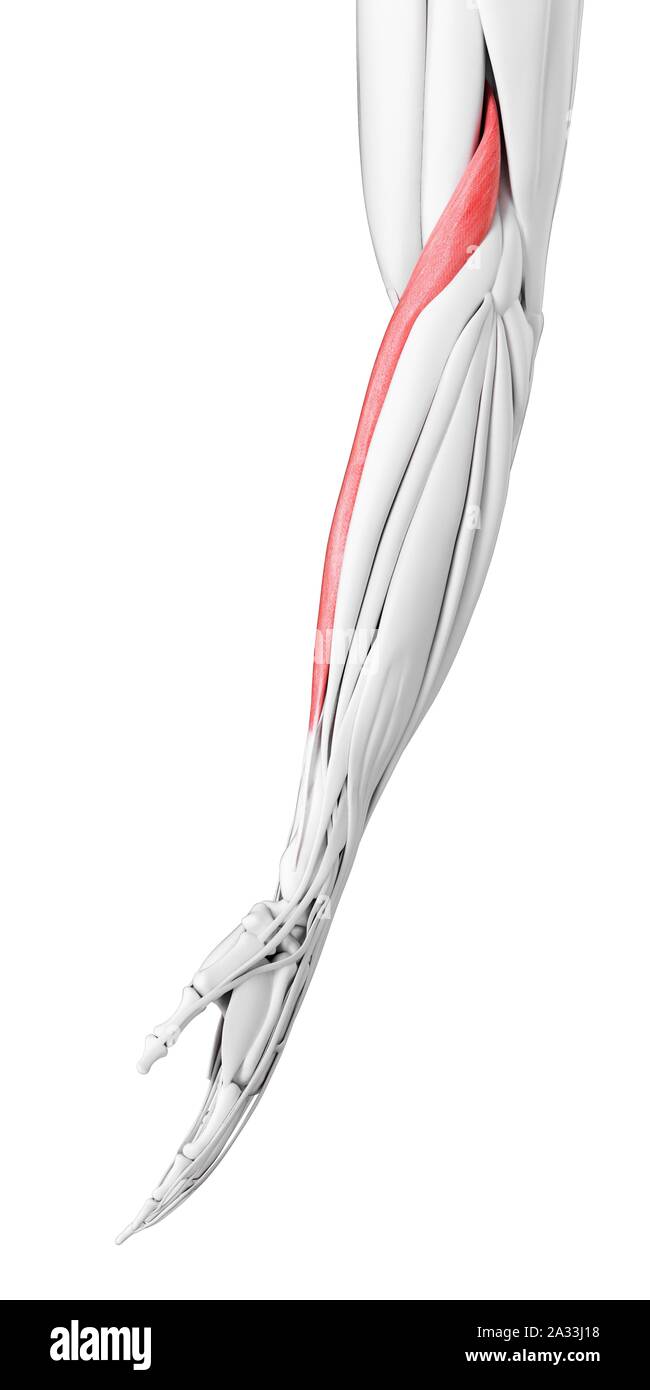 Brachioradialis muscle, illustration Stock Photo - Alamy