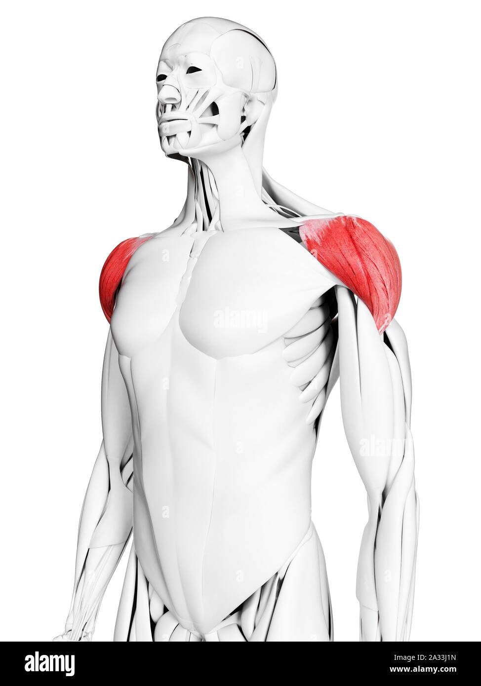 Deltoid muscle, illustration Stock Photo - Alamy