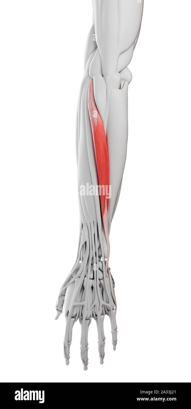 Extensor carpi ulnaris muscle, illustration Stock Photo - Alamy