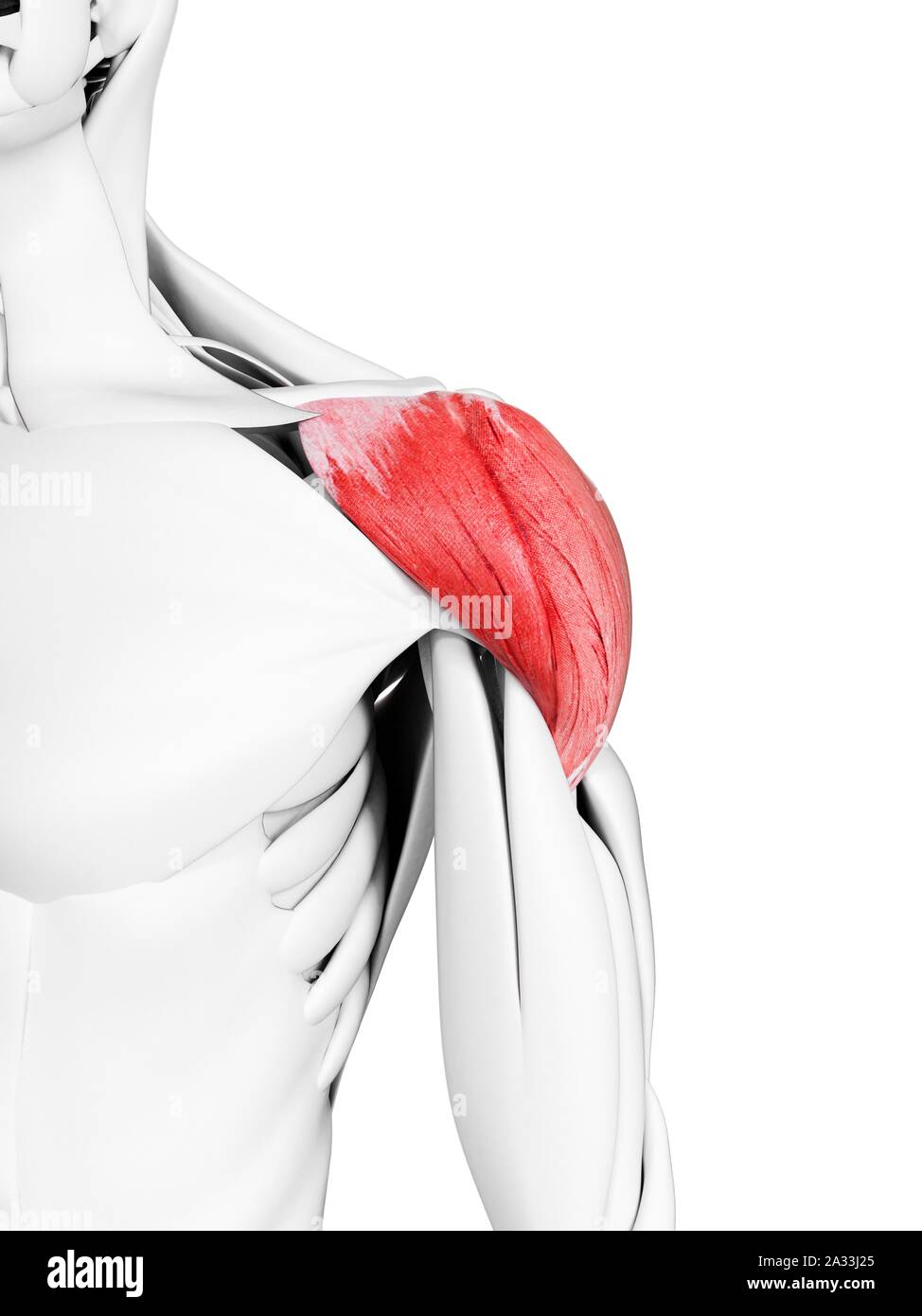 Deltoid muscle, illustration Stock Photo - Alamy