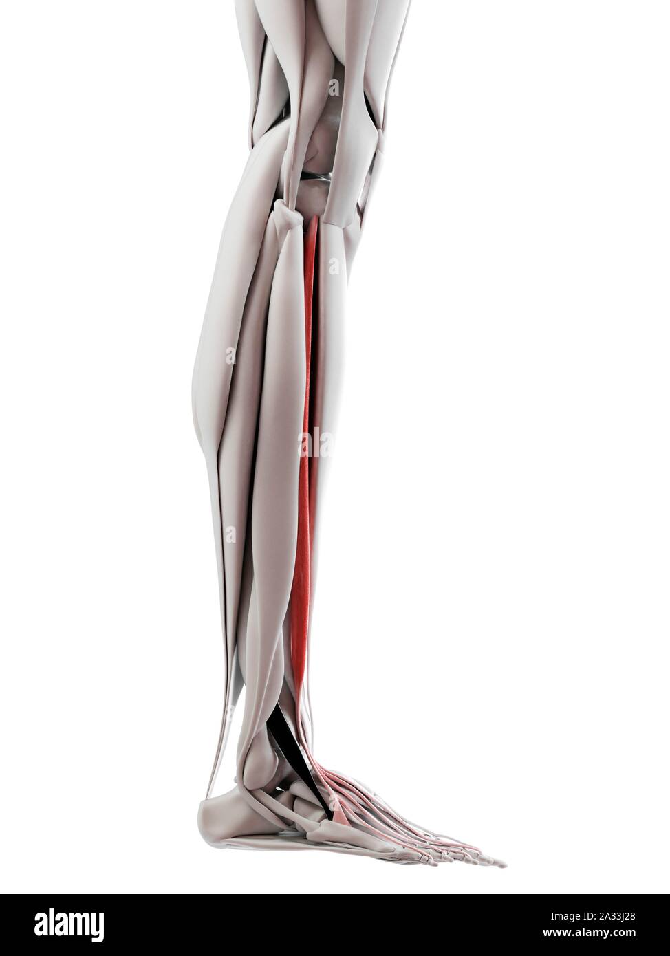 Extensor digitorum longus muscle, illustration Stock Photo - Alamy