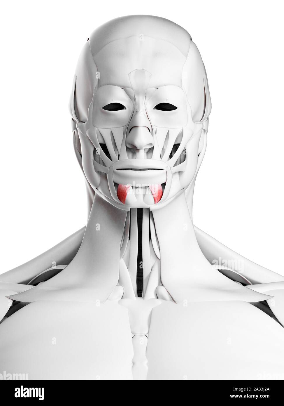 Depressor labii inferioris muscle, illustration Stock Photo - Alamy