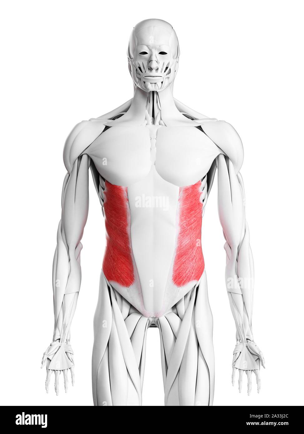 External Oblique Free Vectors | Muscles External Oblique