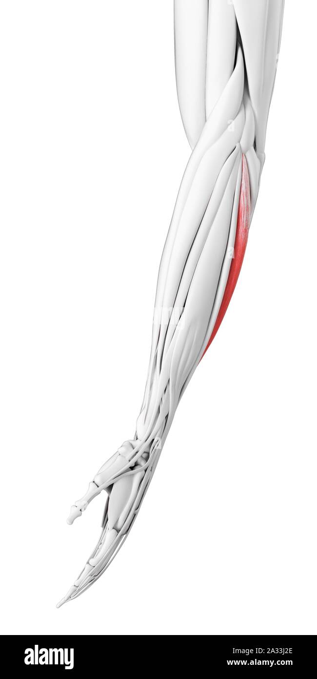Extensor carpi ulnaris muscle, illustration Stock Photo - Alamy