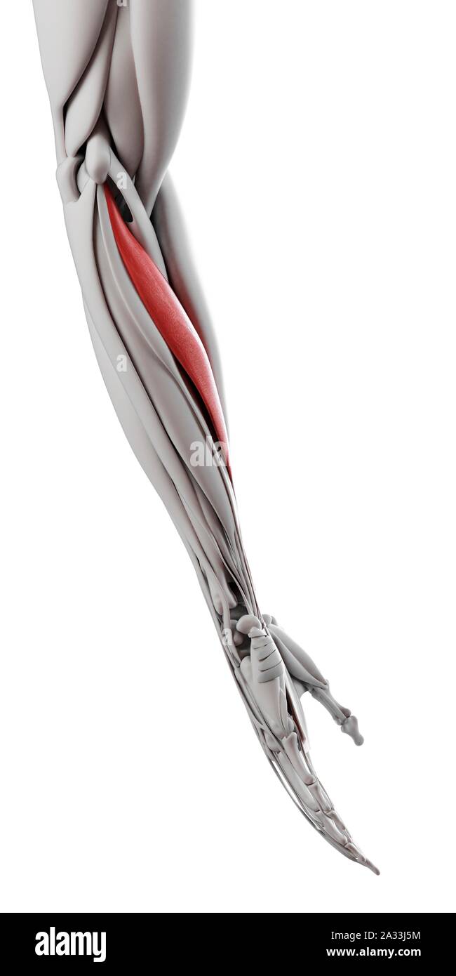 Flexor carpi radialis muscle, illustration Stock Photo - Alamy
