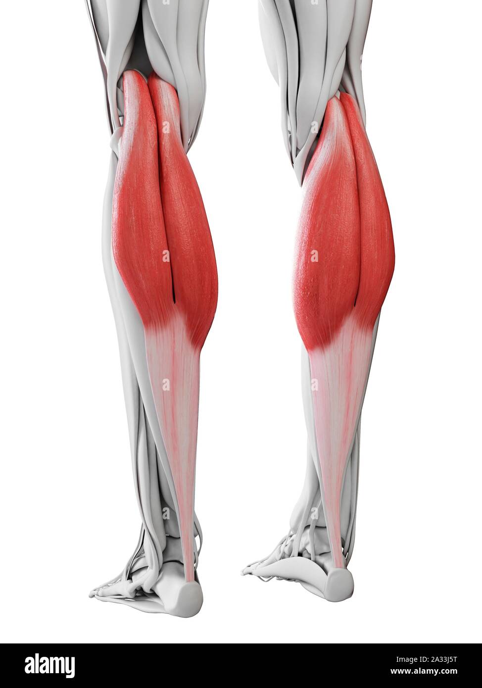 Gastrocnemius muscle, illustration Stock Photo - Alamy