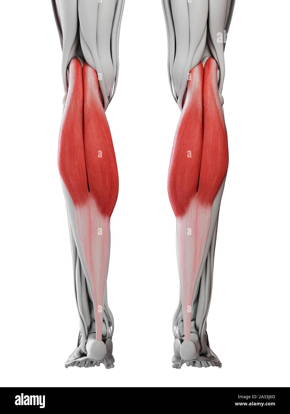 Gastrocnemius muscle, illustration Stock Photo - Alamy