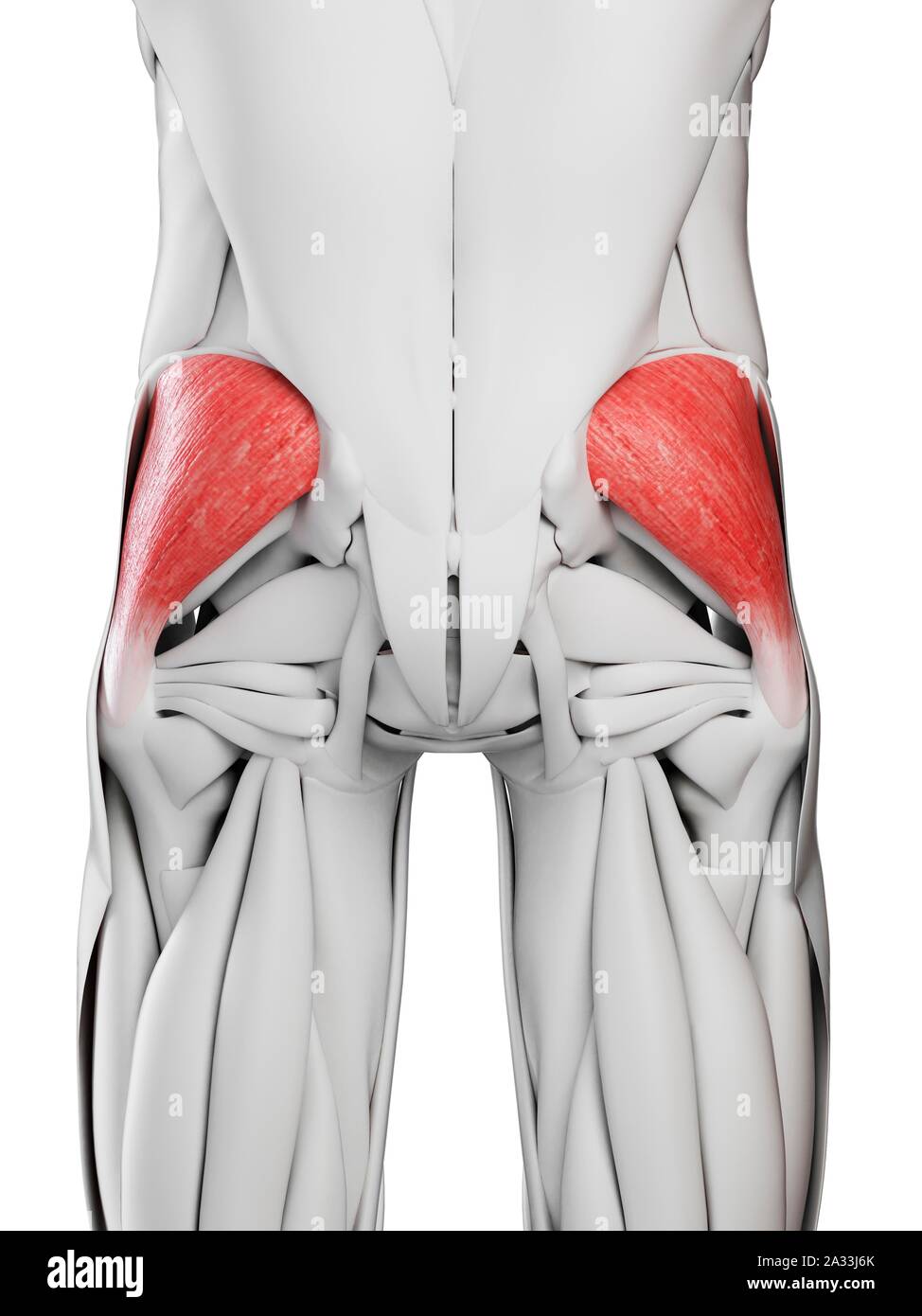 Gluteus medius muscle, illustration Stock Photo - Alamy