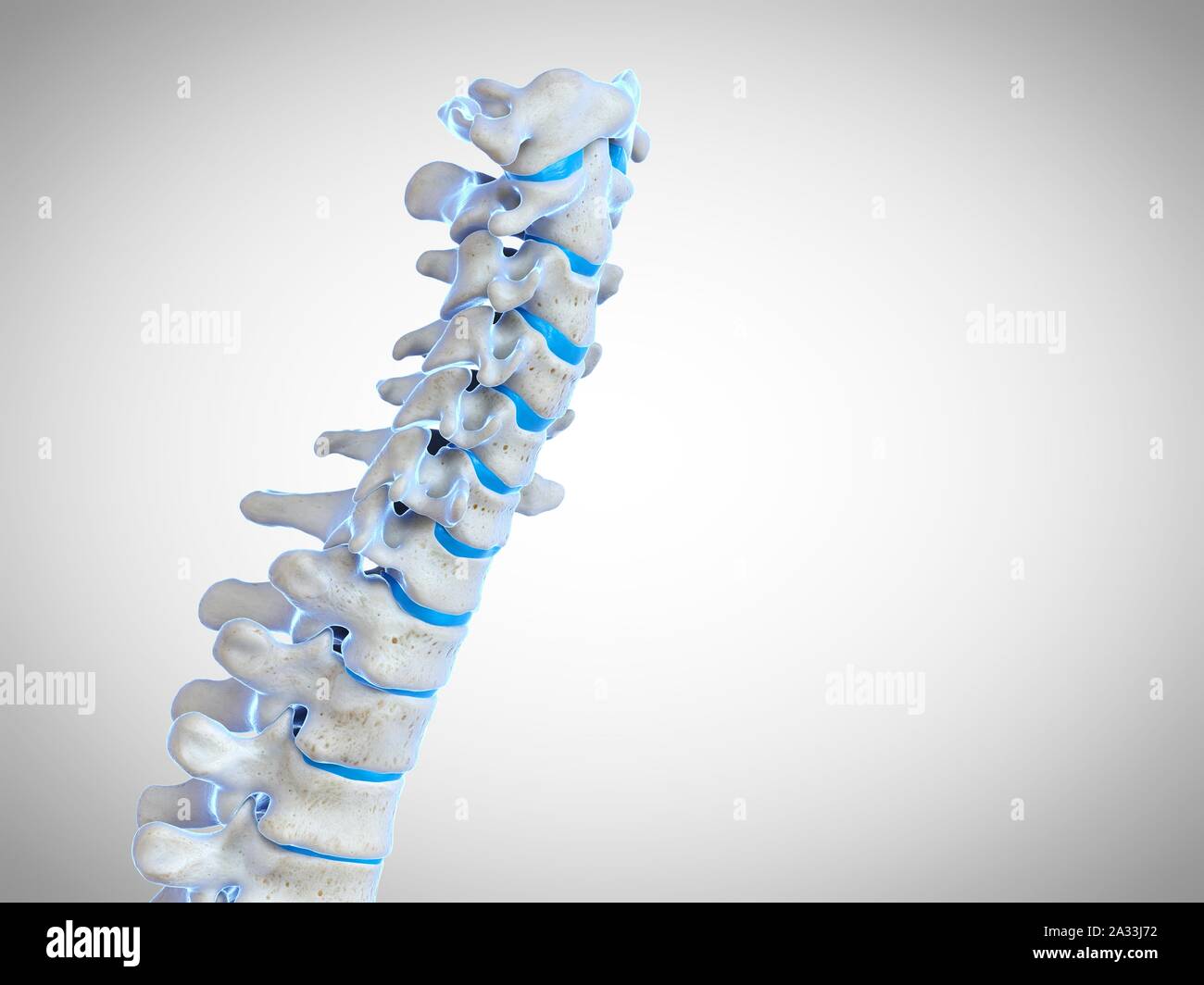 Human spine, illustration Stock Photo - Alamy