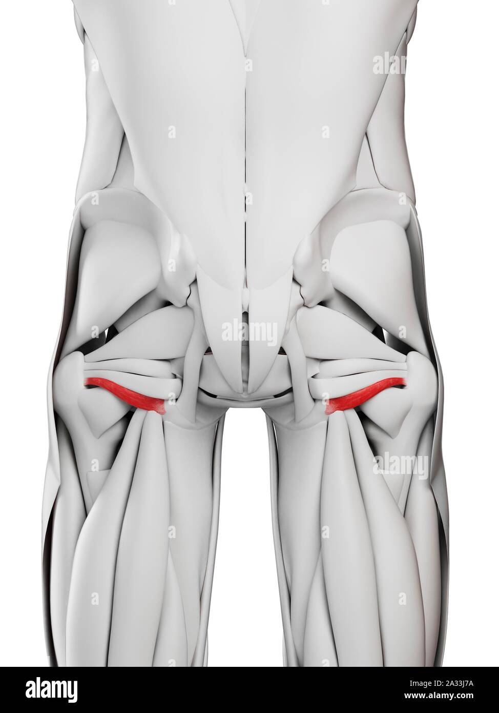 Gemellus Inferior High Resolution Stock Photography and Images - Alamy