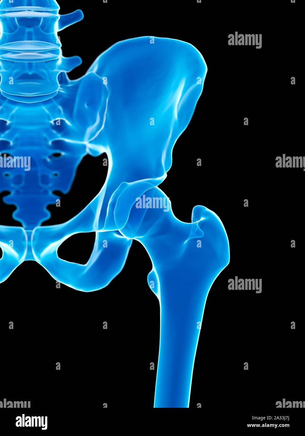 Hip joint, illustration Stock Photo - Alamy