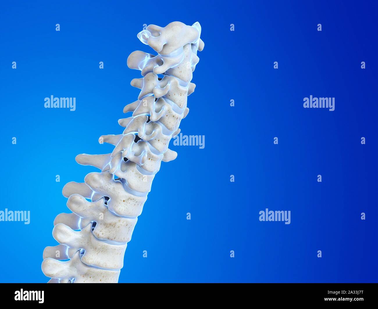 Human spine, illustration Stock Photo - Alamy