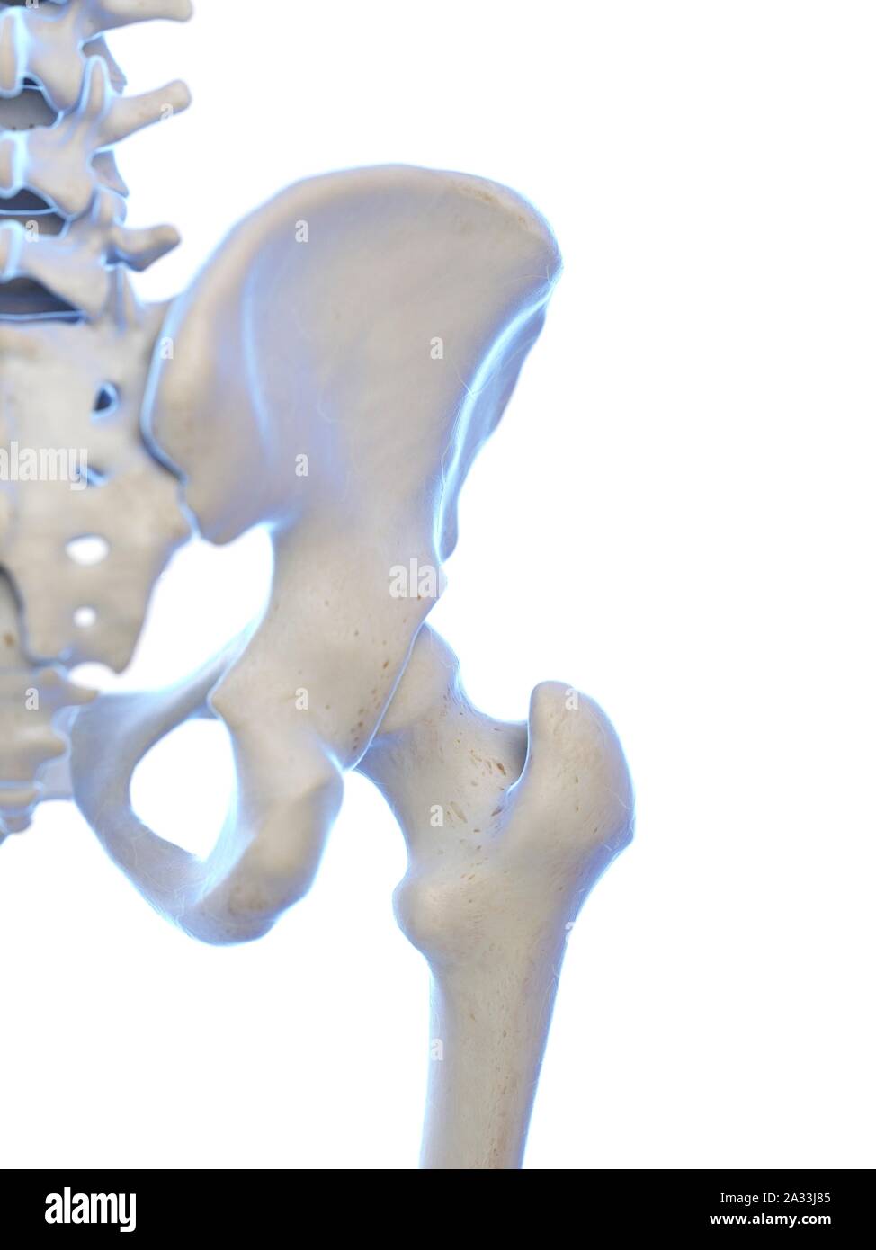 Hip joint, illustration Stock Photo - Alamy