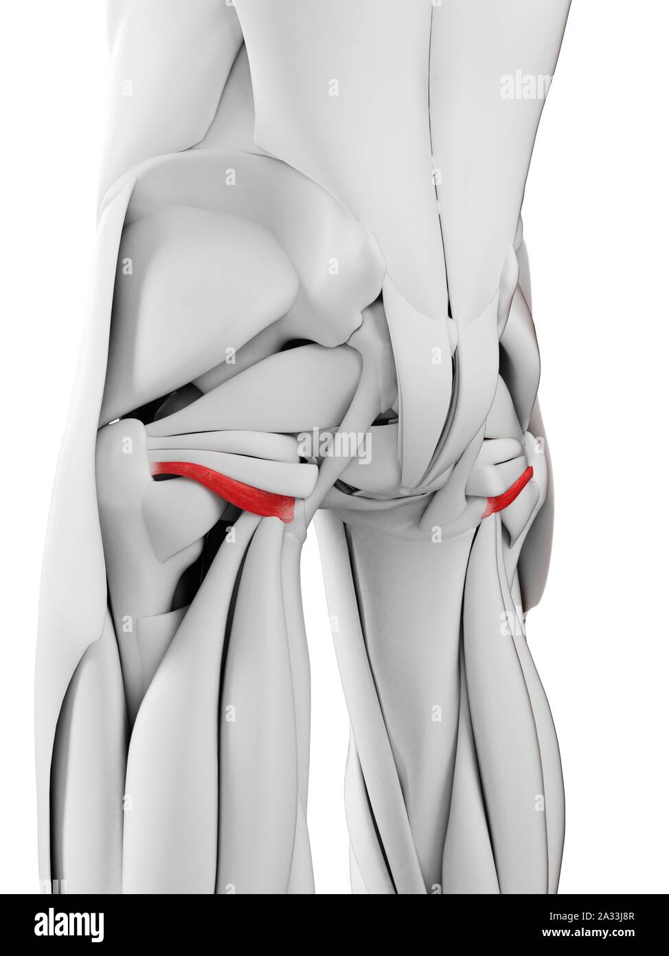 Inferior gemellus muscle, illustration Stock Photo - Alamy